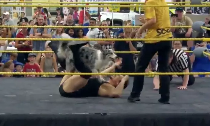 Twitter: Un perro se quedó con la victoria en un combate de lucha libre ...